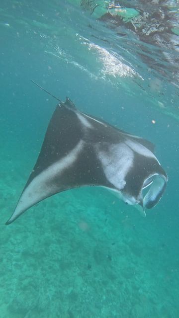 Сноркелинг на Мальдивах с мантами (Manta Ray) 25.07.25