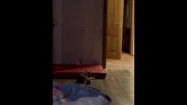 БЕНГАЛ ЛАЙФ: ПОДБОРКА😺