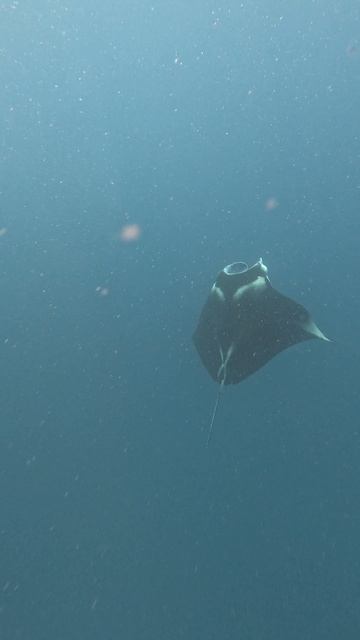 Закрытие сезона мант и китовых акул на Баа атолле 2024, неподалеку от отеля Nautilus (12.12.24)