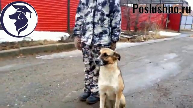 Собака и ребенок. Как подружить? Кинолог Игорь Алтайский.