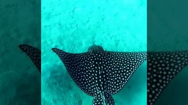 Пятнистый орляк