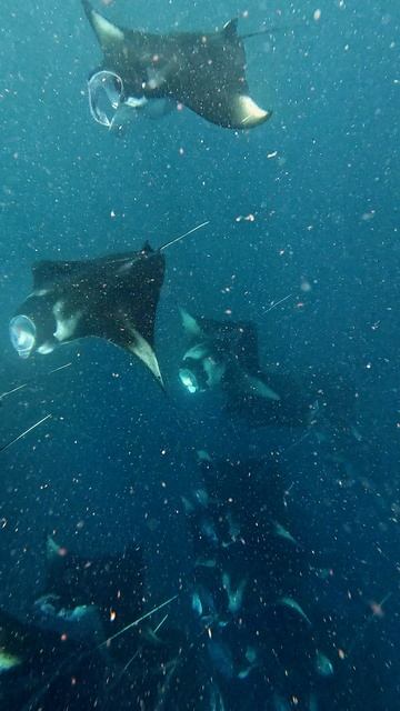 Сноркелинг на Мальдивах с мантами (Manta Ray) 19.09.25