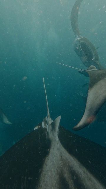 Сноркелинг на Мальдивах с мантами (Manta Ray) 01.11.25