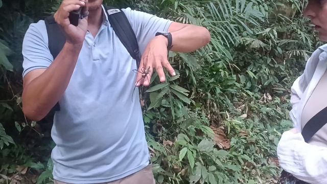 Паук в Национальном парке Као Сок, Тайланд (A Spider in National Park Kao Sok, Thailand)