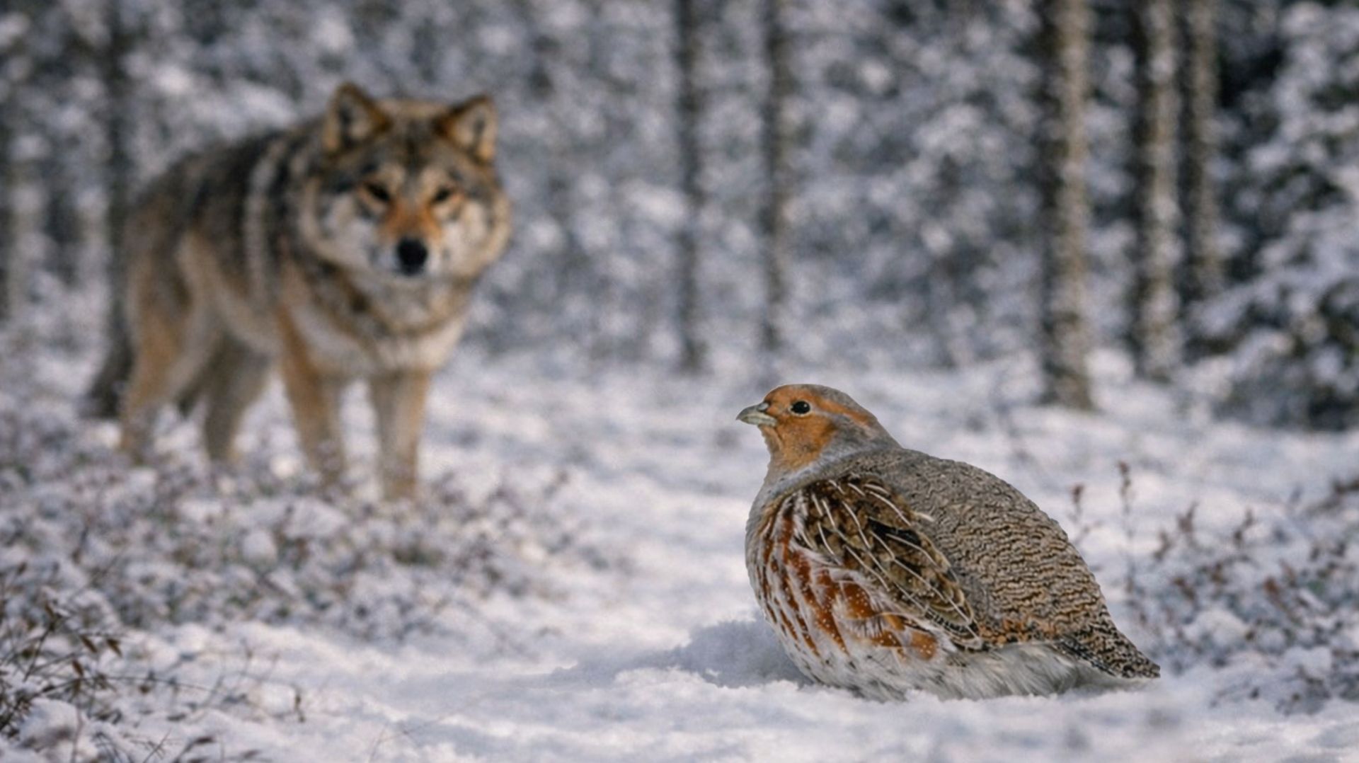 Суровая зима в Березинском заповеднике: как холода меняют правила выживания диких животных?