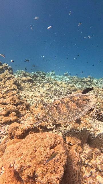 Сноркелинг на Мальдивах, риф острова Донфану (Dhonfanu) 13.02.2025