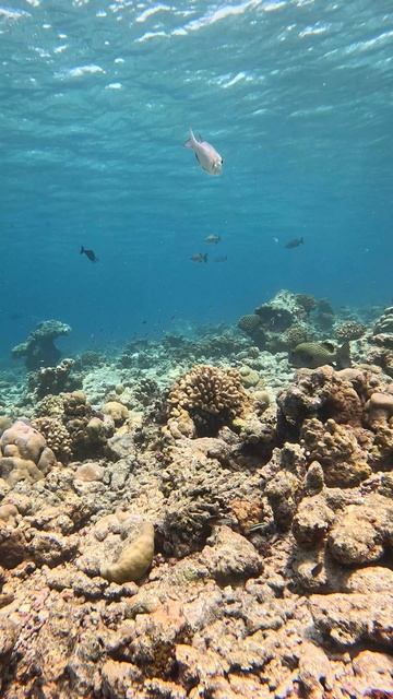 Сноркелинг на Мальдивах, риф острова Донфану (Dhonfanu) 15.04.25