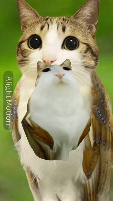 🐱Кот сова🦉скин😱
