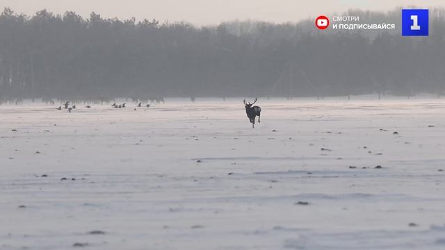 В степи заповедника «Аскания-Нова» пасутся лошади, олени и бизоны
