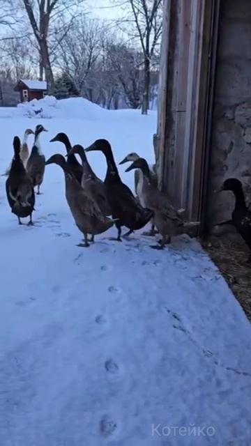 Пойдем гулять?