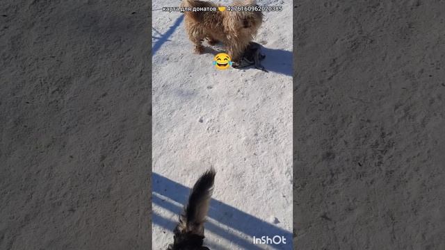 Животные.Сборник интересных моментов из жизни животных.Фильм8.Серия1