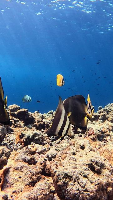 Сноркелинг на Мальдивах, риф острова Донфану (Dhonfanu) 06.12.26