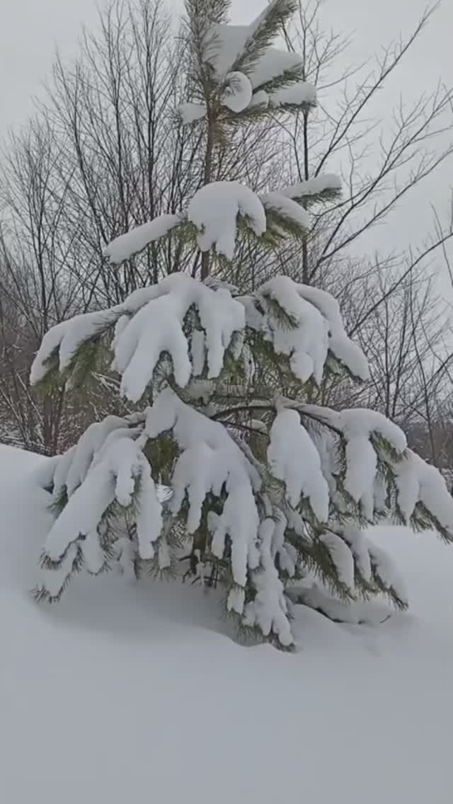 Следы зайцев в зимнем лесу.