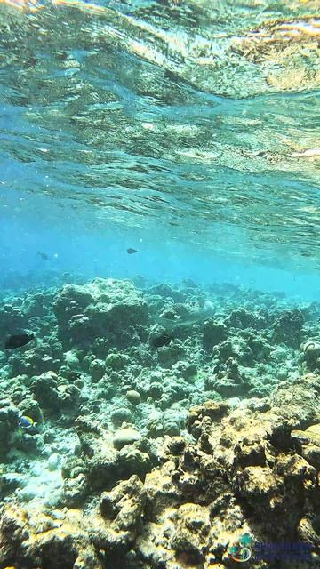 Сноркелинг на Мальдивах, риф острова Донфану + затонувшее авто (Dhonfanu) 11.01.26