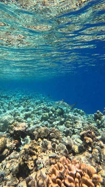 Сноркелинг на Мальдивах, риф острова Киадуфару (Kihaadhufaaru) 17.04.25