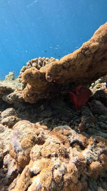 Сноркелинг на Мальдивах, риф острова Донфану (Dhonfanu) 02.20.25