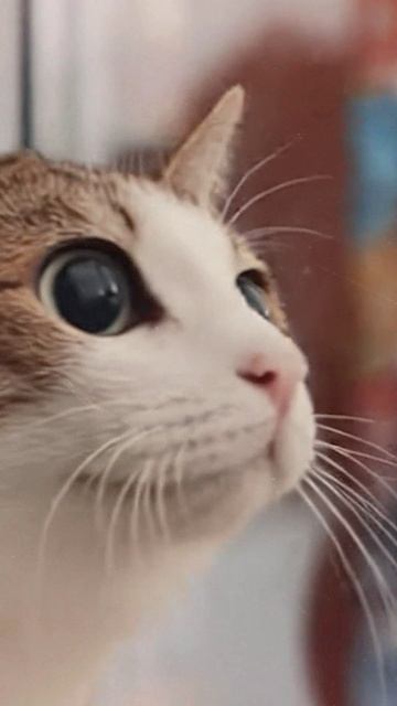 В Курган заглянул популярный мемный персонаж — котосова