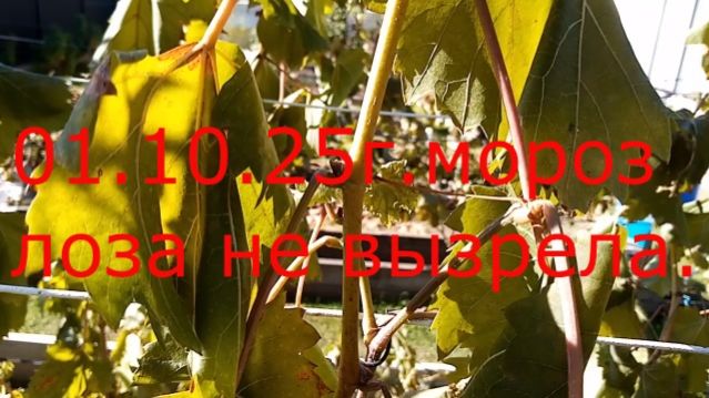 Осень,мороз 01,10,25г.лоза ли вызреет...