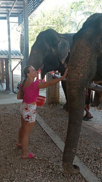 Кормление слонов в Национальном парке Као Сок, Тайланд (Feeding Elephants in Kao Sok, Thai)