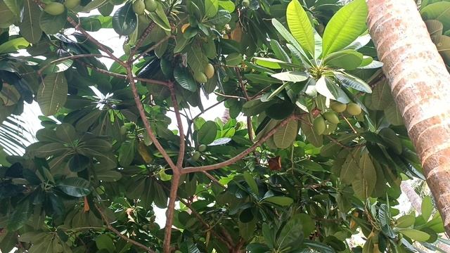 Манговое дерево? (Камаду, Мальдивы) Is This a Mango Tree? (Kamadhoo, Maldives)