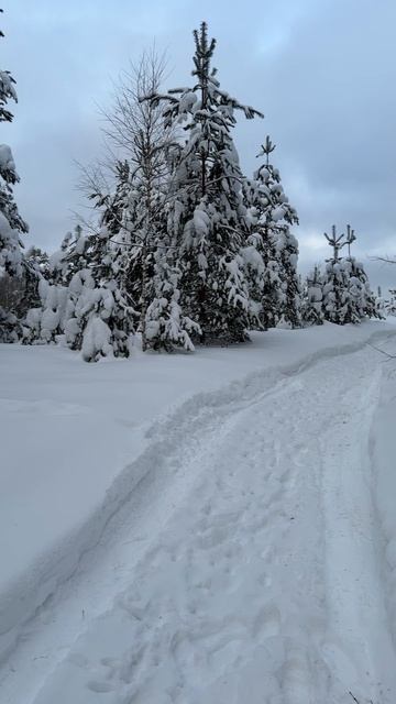 Продается  участок 17.6 соток с соснами в д. Марёнкино, Александровский район, Владимирская область