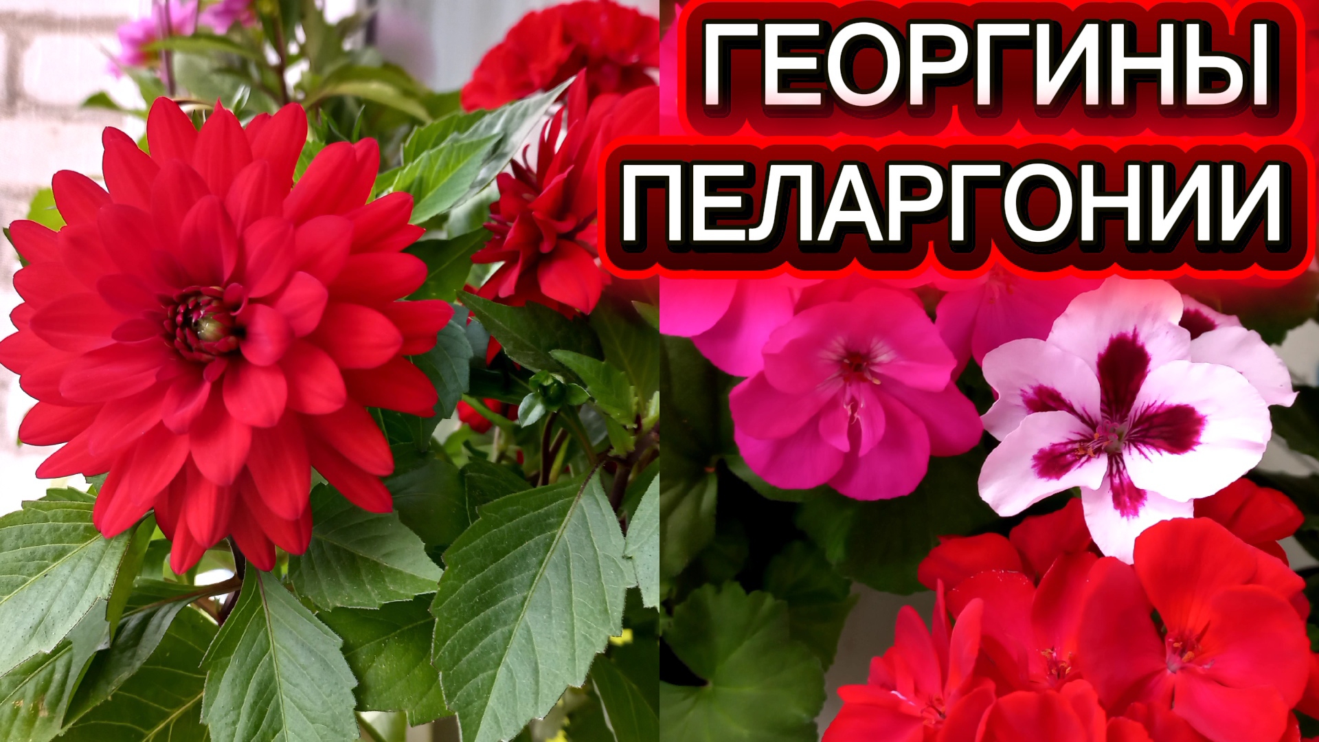 Георгины пеларгония. Переливы радужного цвета.