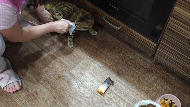 БЕНГАЛ ЛАЙФ: ПОДБОРКА #3😺