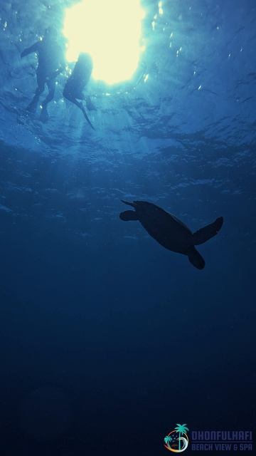 Сноркелинг на Мальдивах, риф острова Донфану (Dhonfanu) 13.01.26