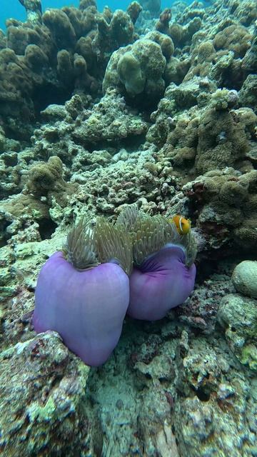 Сноркелинг на Мальдивах, остров Донфану (Dhonfanu) 13.12.24