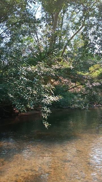 Прогулка на плотах по реке в Национальном парке Као Сок, Тай (Floating on Bamboo Rafts in Kao Sok)