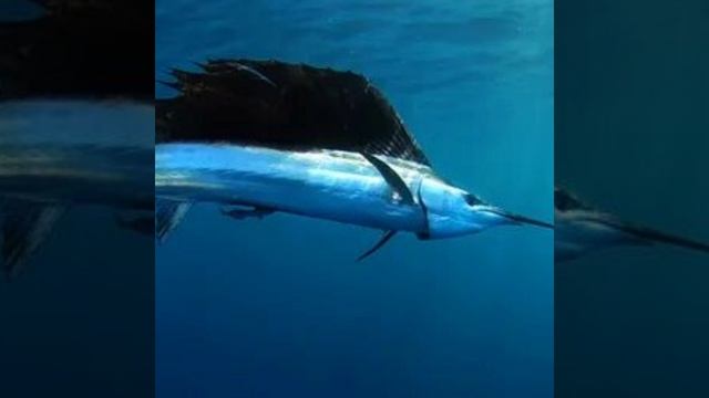 Рыба парусник