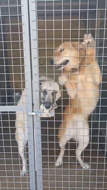 СПАСИТЕ ЧУДО