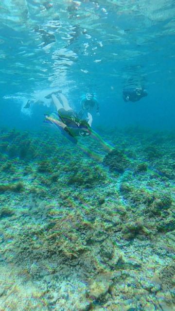 Сноркелинг на Мальдивах, риф острова Донфану (Dhonfanu) 09.12.26