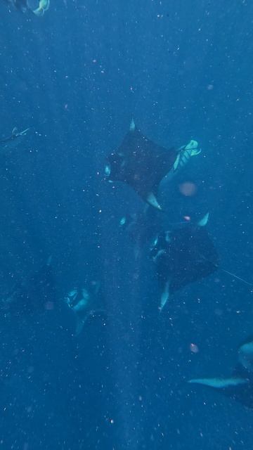 Сноркелинг на Мальдивах с мантами (Manta Ray) 31.10.25