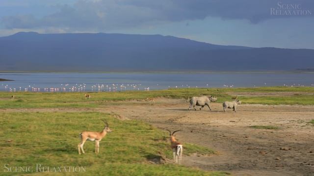 Africa - Scenic Relaxation Film With Calming Music