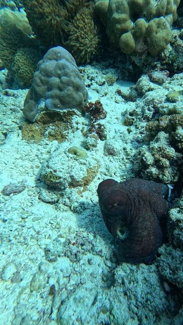 Сноркелинг на Мальдивах, риф острова Донфану (Dhonfanu) 30.12.24