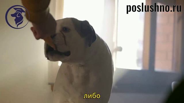 Как понять, что ваша собака заболела? Кинолог Игорь Алтайский.