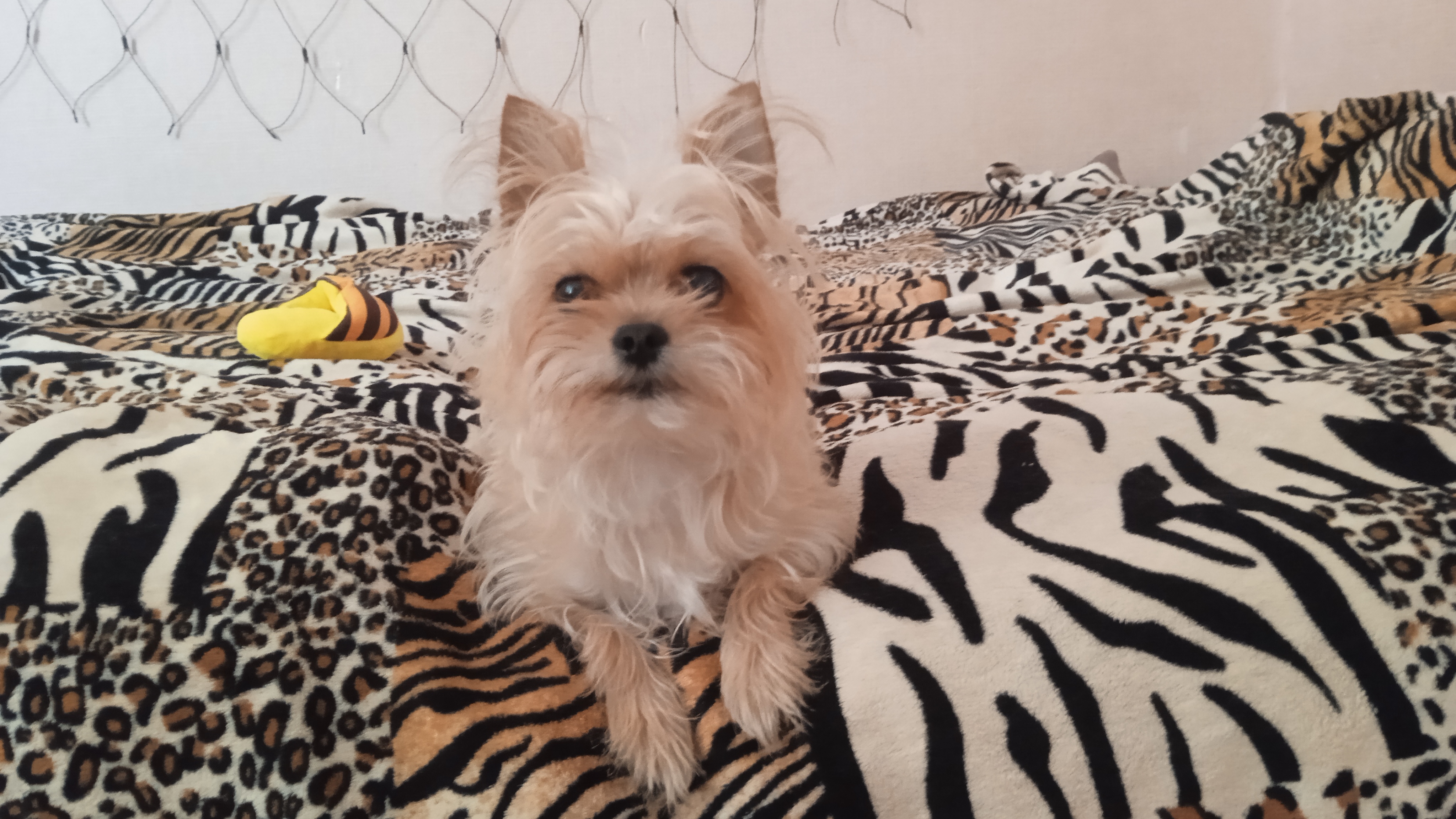 Тобик закопал игрушку в кроватку