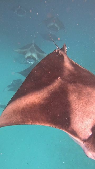 Сноркелинг на Мальдивах с мантами в бухте Ханифару (Hanifaru Bay) 24.05.25