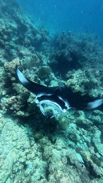 Сноркелинг на Мальдивах с мантами (Manta Ray) 18.09.25