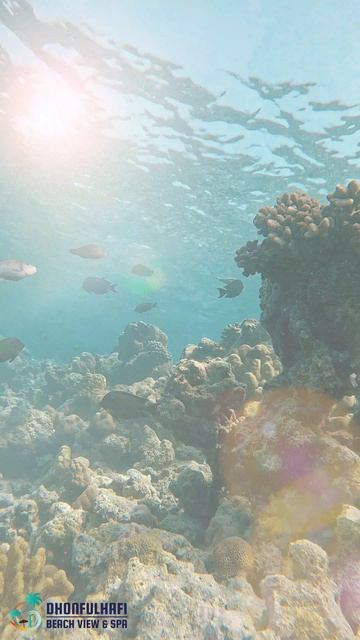 Сноркелинг на Мальдивах, риф острова Менду (Mendhoo) 05.01.26