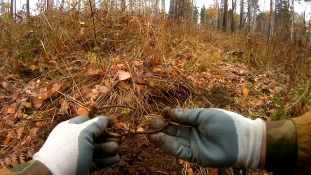 Дыхание Старины.