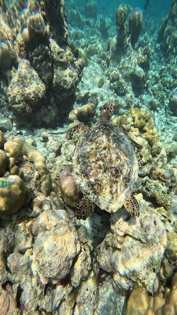 Сноркелинг на Мальдивах, риф острова Киадуфару (Kihaadhufaaru) 26.03.25