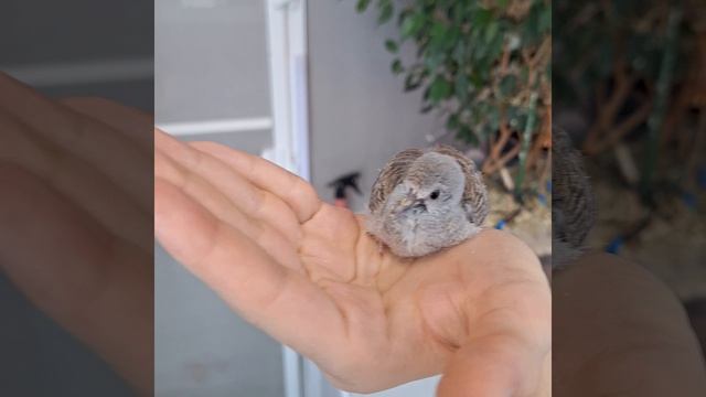 Птенец бриллиантовой горлицы, 10 дней