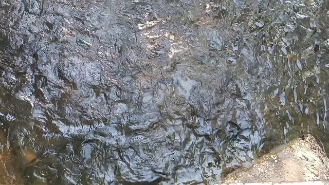 Кормление рыбы в Национальном парке Као Сок, Тайланд (Feeding Fish in National Park Kao Sok, Thai)