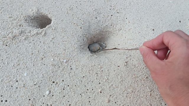 Крабы-гопники, Камаду, Мальдивы, январь 2026 (More Crabs, Kamadhoo, Maldives, January 2026)