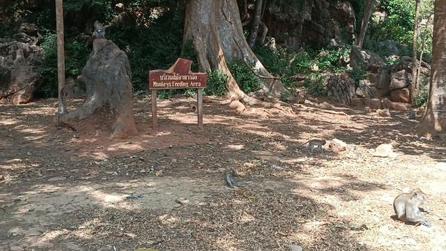 Обезьяны в Национальном парке Као Сок, Тайланд (Monkeys in National Park Kao Sok, Thailand)