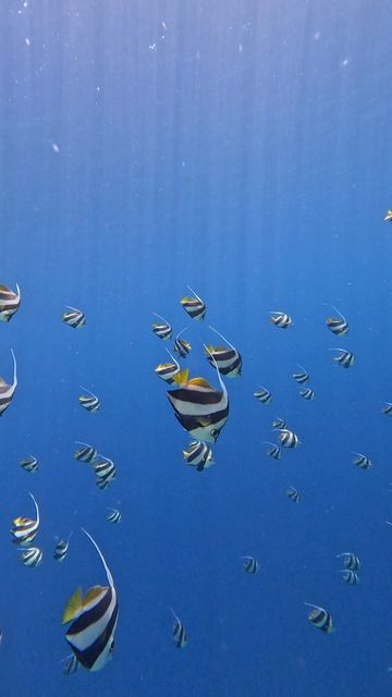 Сноркелинг на Мальдивах, риф острова Киадуфару (Kihaadhufaaru) 21.04.25