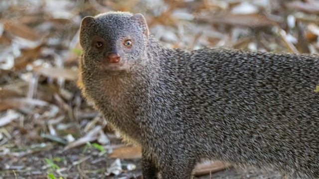 Смышлёное животное