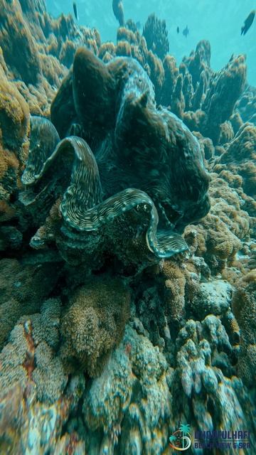 Сноркелинг на Мальдивах, риф острова Донфану (Dhonfanu) 06.01.26